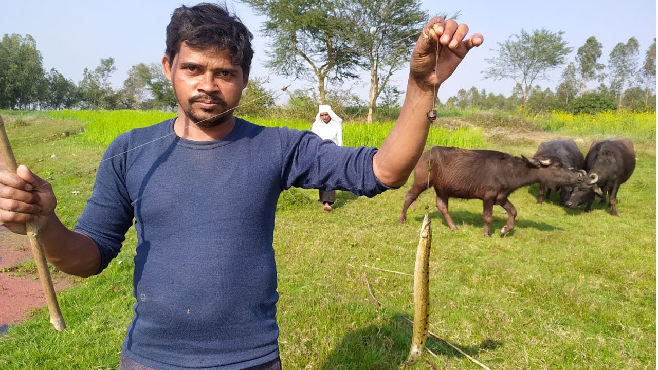 bam fishing with traditional Stick | Fishing in india river | big bam ...
