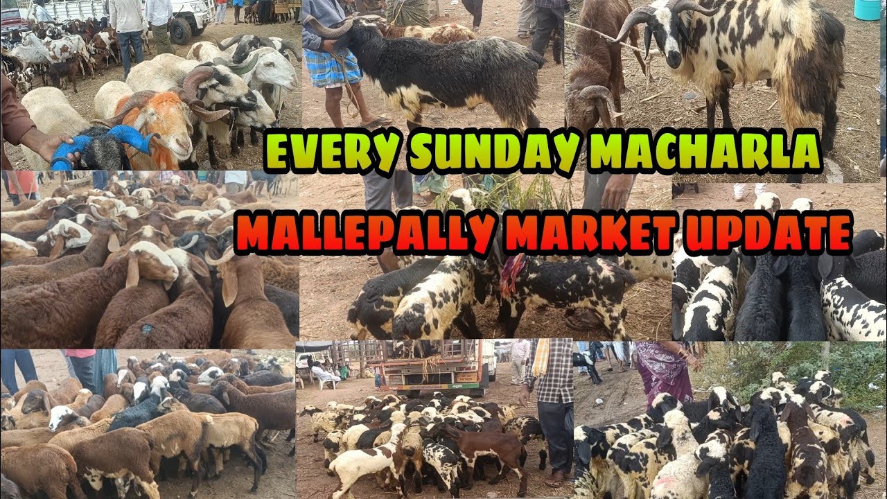EVERY SUNDAY MACHARLA MALLEPALLY MARKET UPDATE @a1goatsheep833 - YouTube