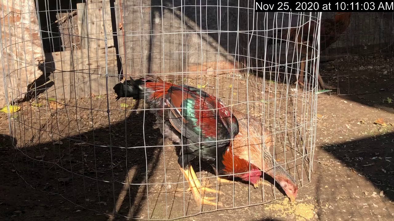 Baby qaib California - YouTube