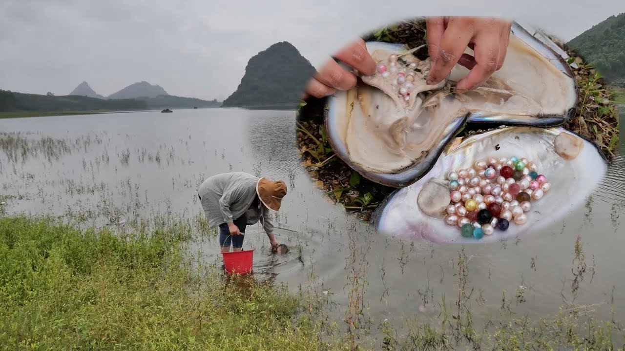Pick up shells in the huge swamp, surprise with bright red pearls - YouTube