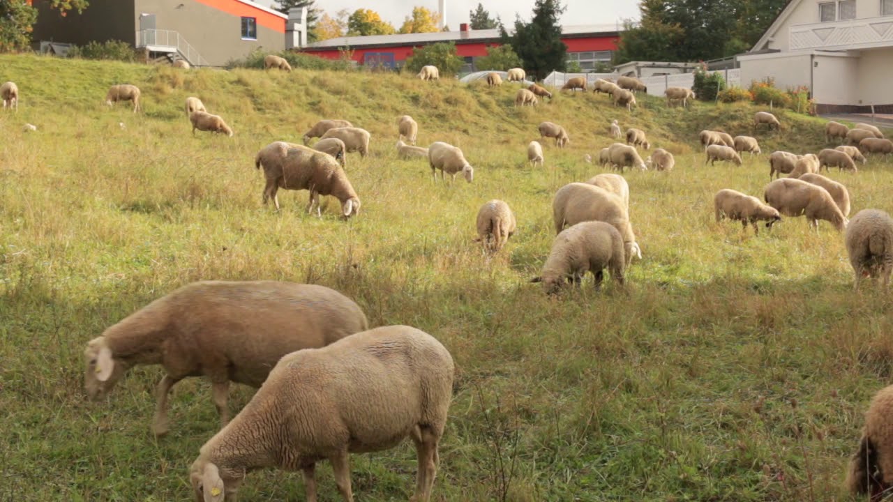 einfach nur den Schafen zuschauen...es gibt Spektakuläreres - YouTube