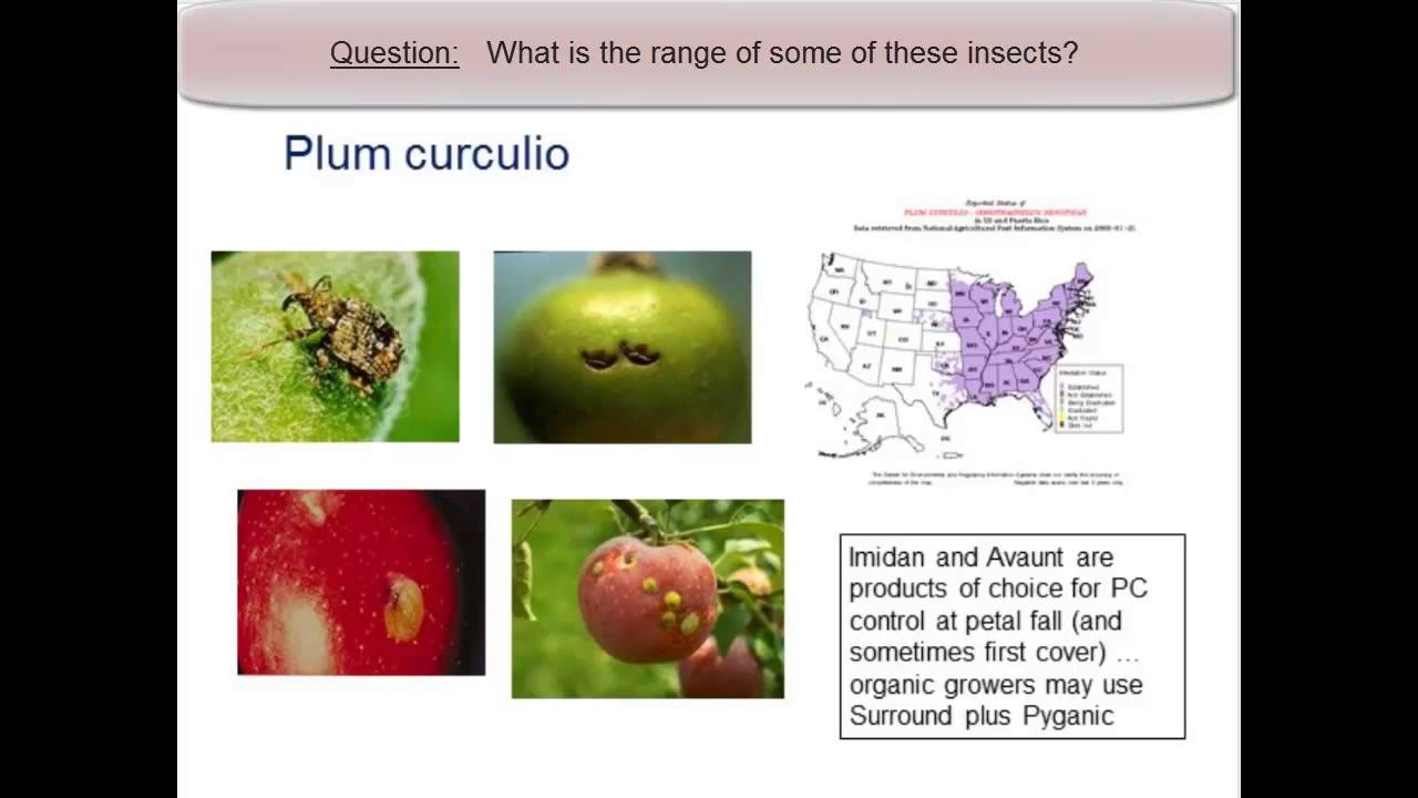 Basics of Fruit Insect Management 1 - YouTube