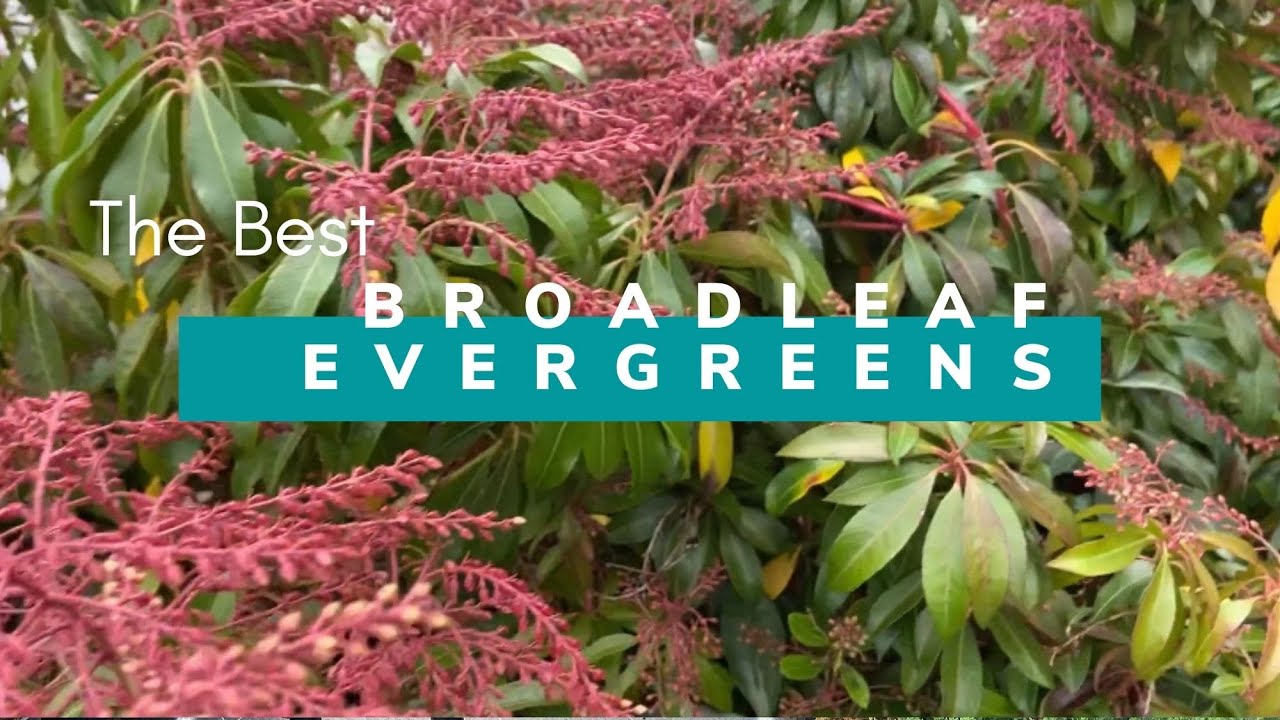 The Best Broadleaf Evergreens - YouTube