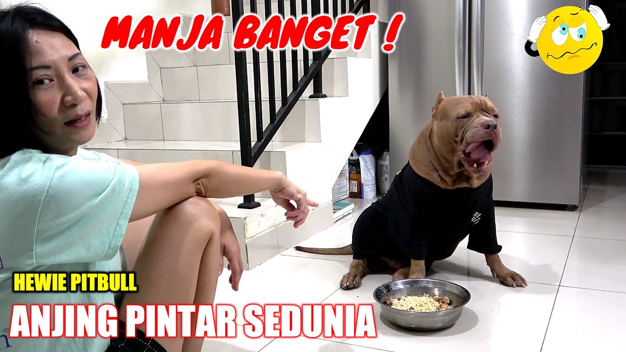SANGAR TAPI MANJA ! ANJING PITBULL PALING MANJA DAN PINTAR SEDUNIA ...