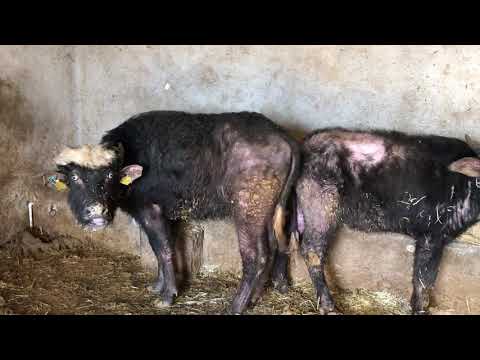 Argıthanında manda yetiştiriciliği Water buffalo