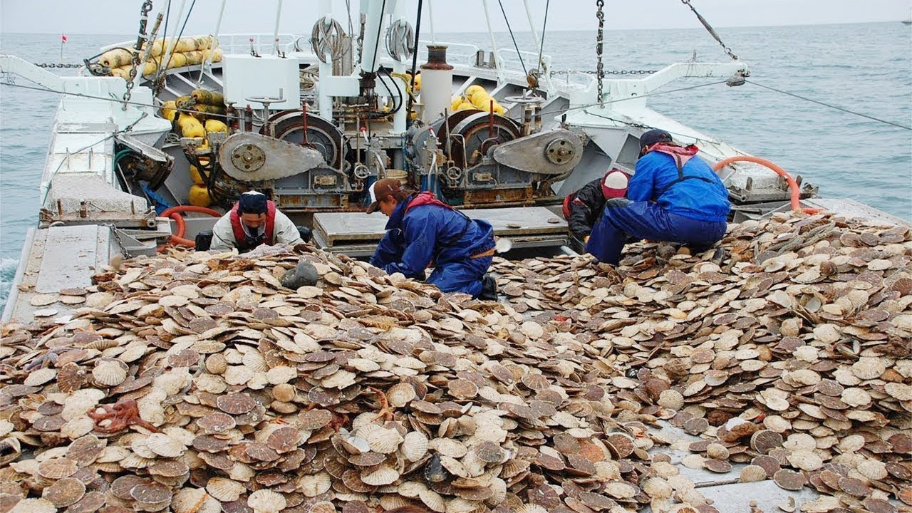 Amazing Fastest Catch Hundreds Tons of Scallops With Modern Big Boat ...