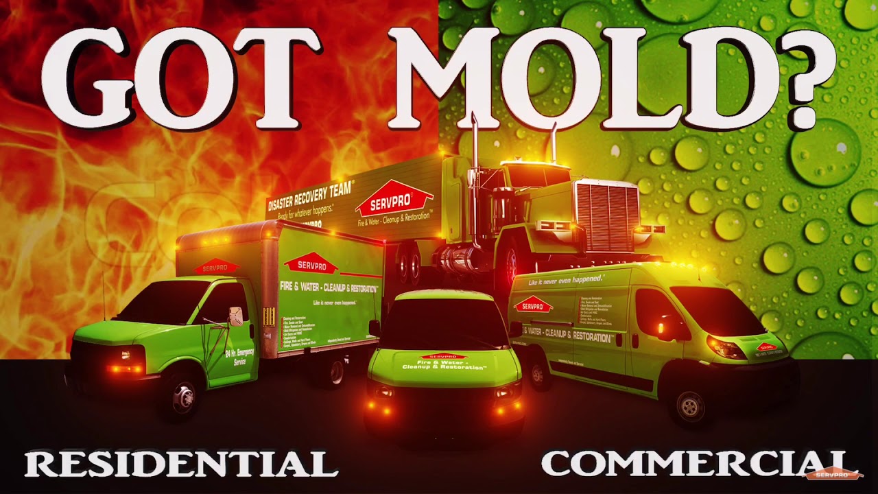 Mold Remediation - SERVPRO of Auburn/Rocklin - YouTube