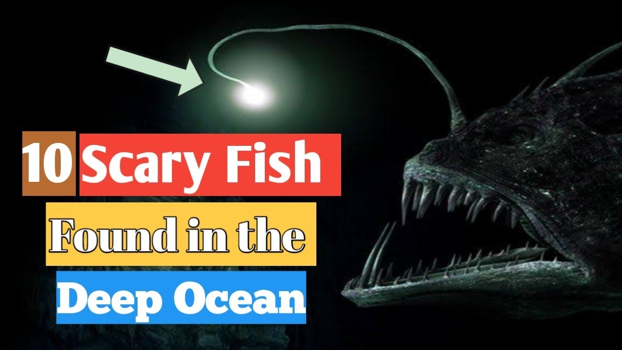 10 Scary Fish Found In The Deep ocean | Scary Sea Creatures | HINDI ...