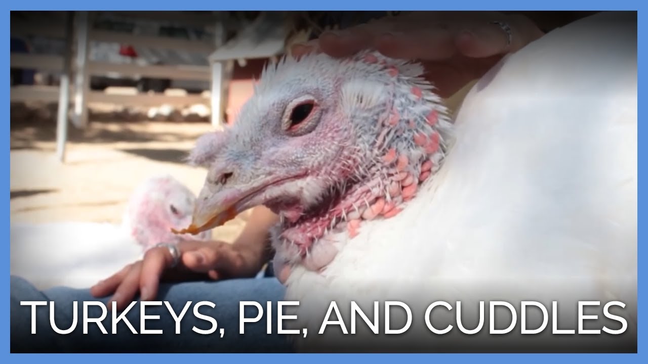 Turkeys, Pie, and Cuddles - YouTube
