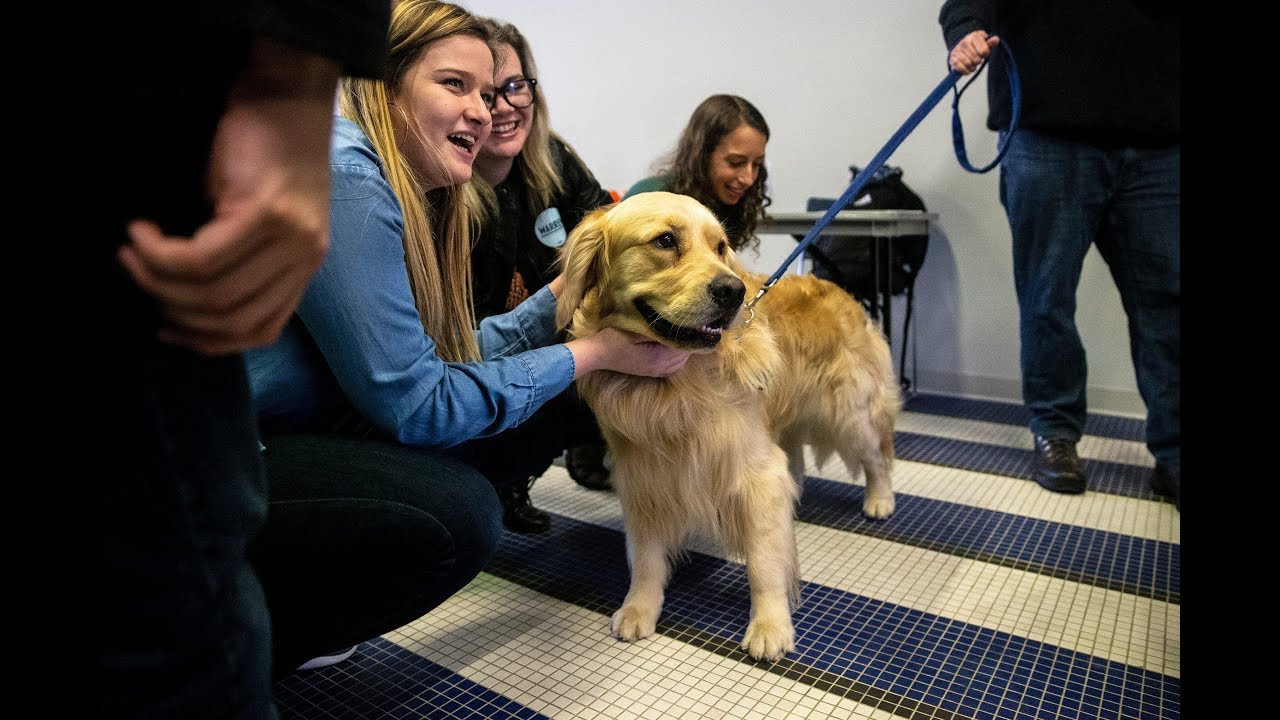 'We are all Bailey': Elizabeth Warren's dog goes viral after stealing a ...