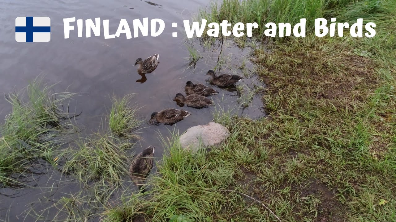 FINLAND : Water and Birds - YouTube