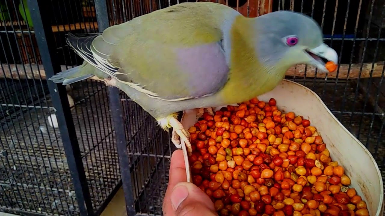 YELLOW FOOTED GREEN PIGEONS DETAILED VIDEO (HERYAL) - YouTube