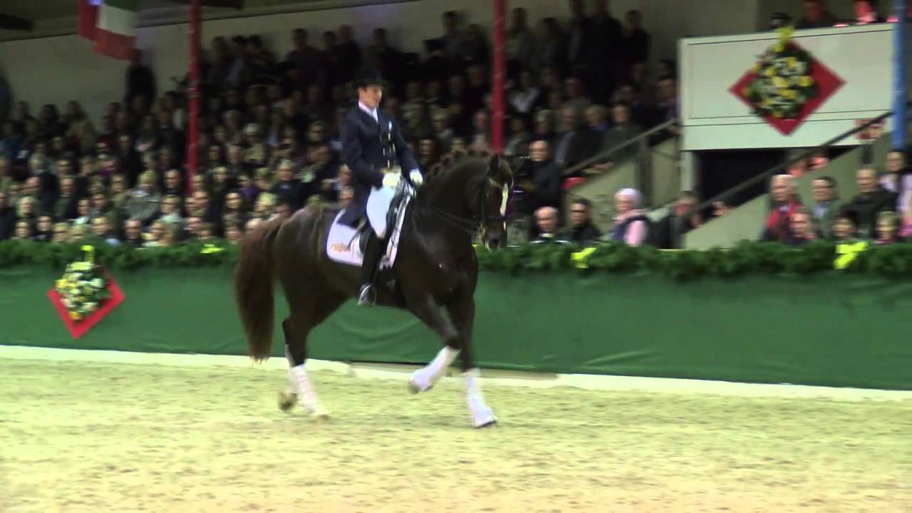 Floriscount by Florencio I - Donnerhall / Stallion Shw Vechta 2014 ...