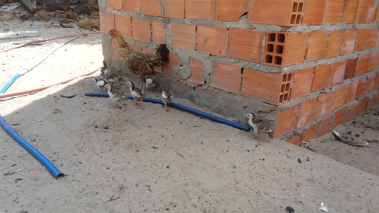 Filhotes de galinha D'angola (Capote) e sua mãe Adotiva - YouTube