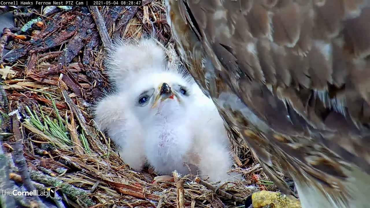 Hawk Chick