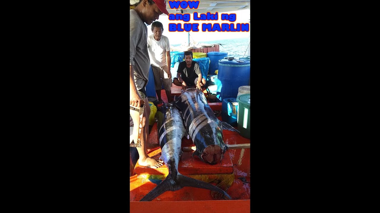 ISDANG MARANG ( BLUE MARLIN ) NAHULI NAMIN part I | FISH CAUGHT tv ...