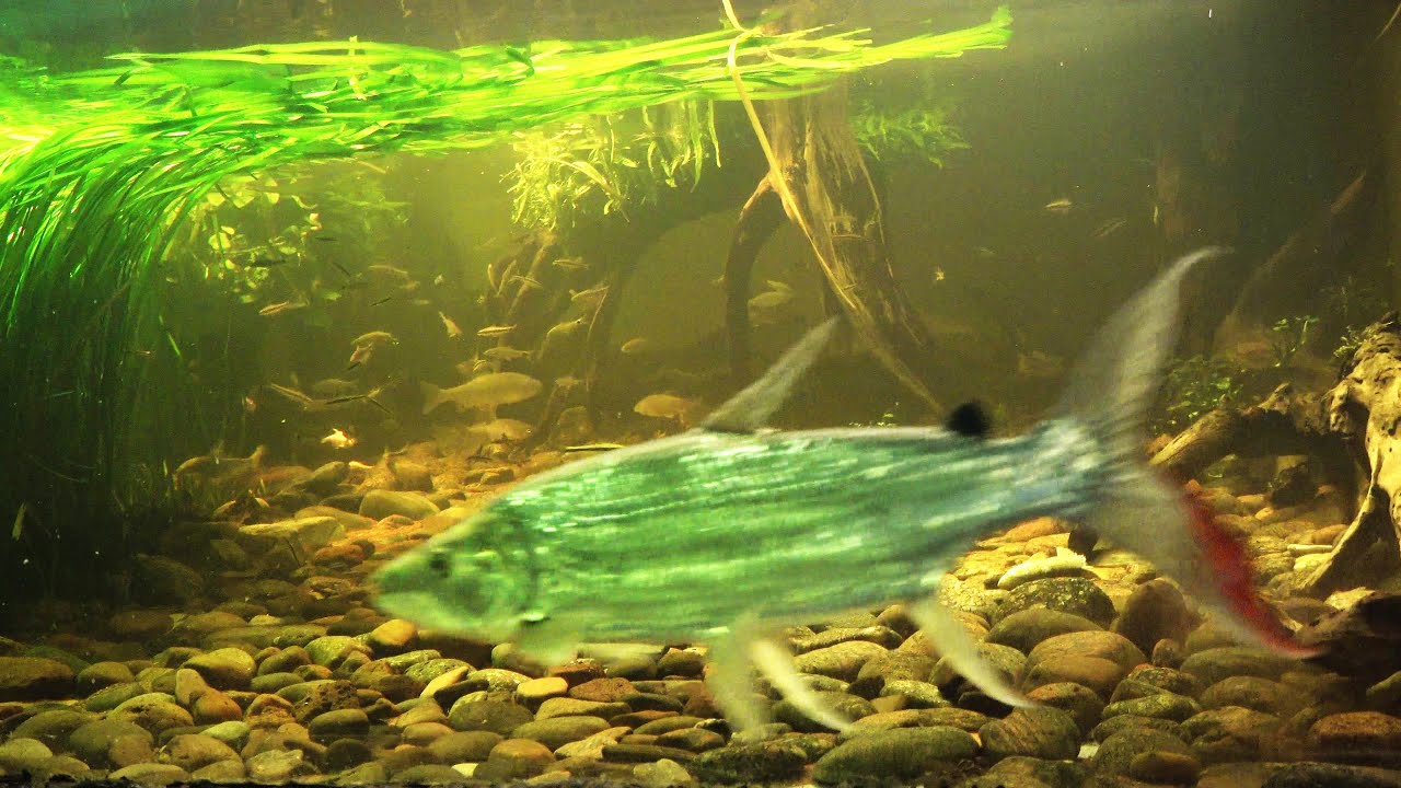 big goliath tigerfish jaws a semi wild one - YouTube