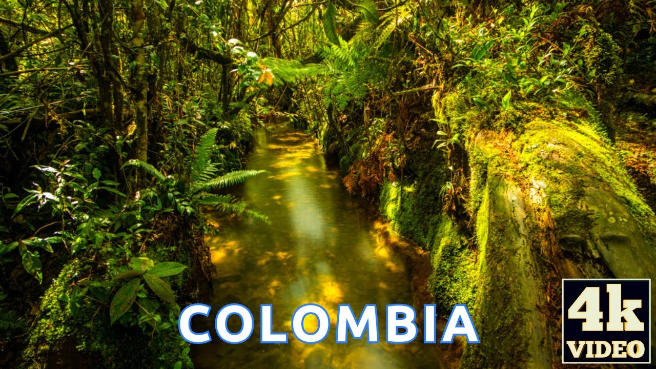 GORGEOUS Nature Walk in Colombia with Many Different Special Plants! 4k ...