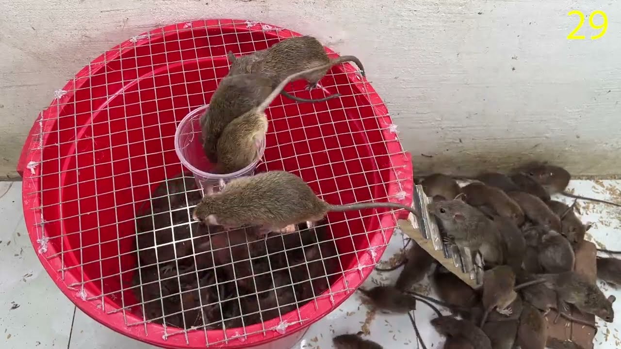 Falling into a trap \ Mouse Trap with the world's best plastic bin ...
