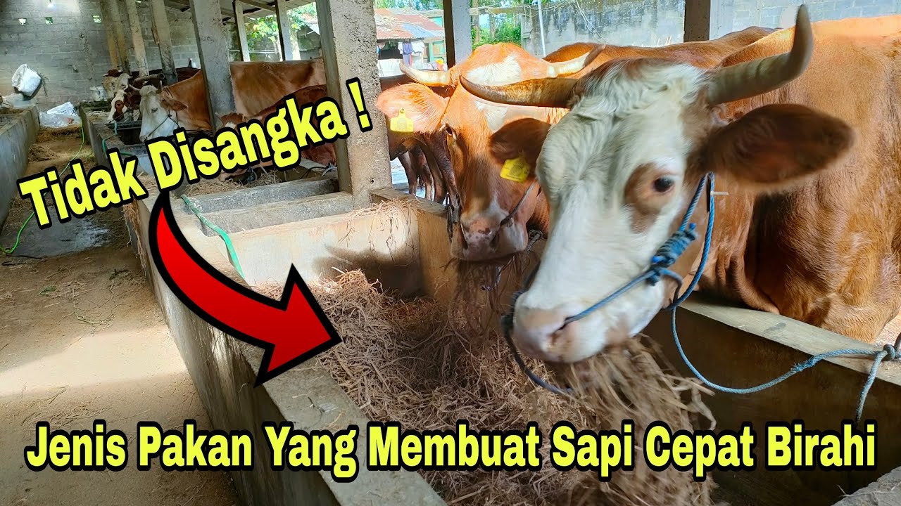 Jenis Makanan Yang Membuat Sapi Cepat Birahi - YouTube