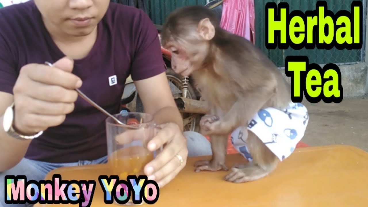 Monkey Baby Yoyo | Monkey YoYo drinks herbal tea - YouTube