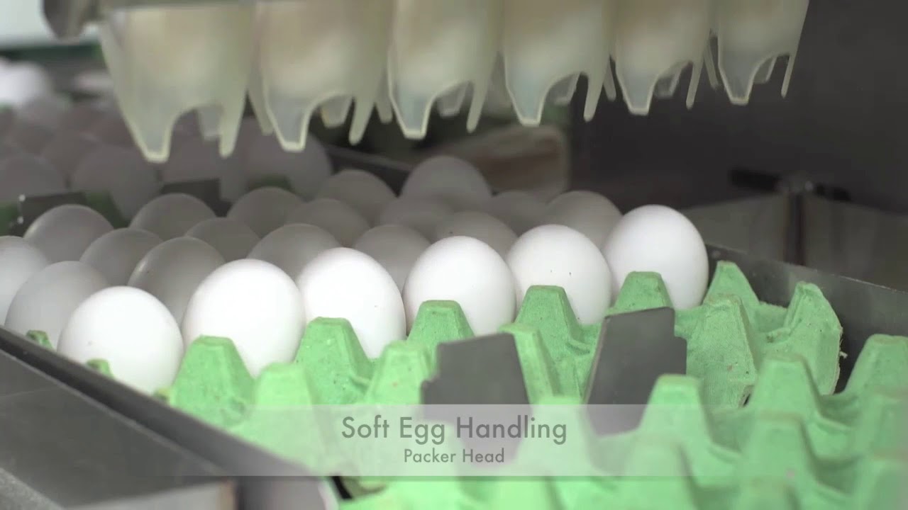 Automatic Egg Farm Packer FP1 Reovotec - YouTube