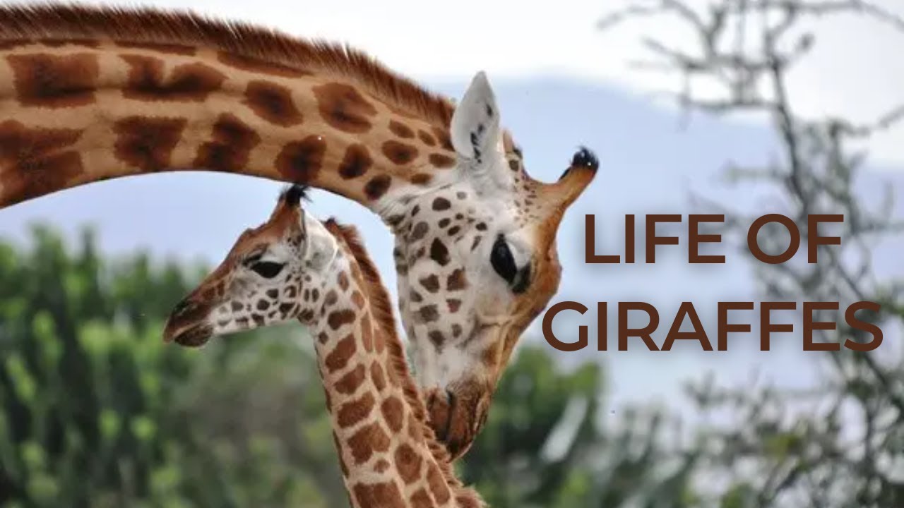 Giraffes: The Towering Titans of the Animal Kingdom - YouTube