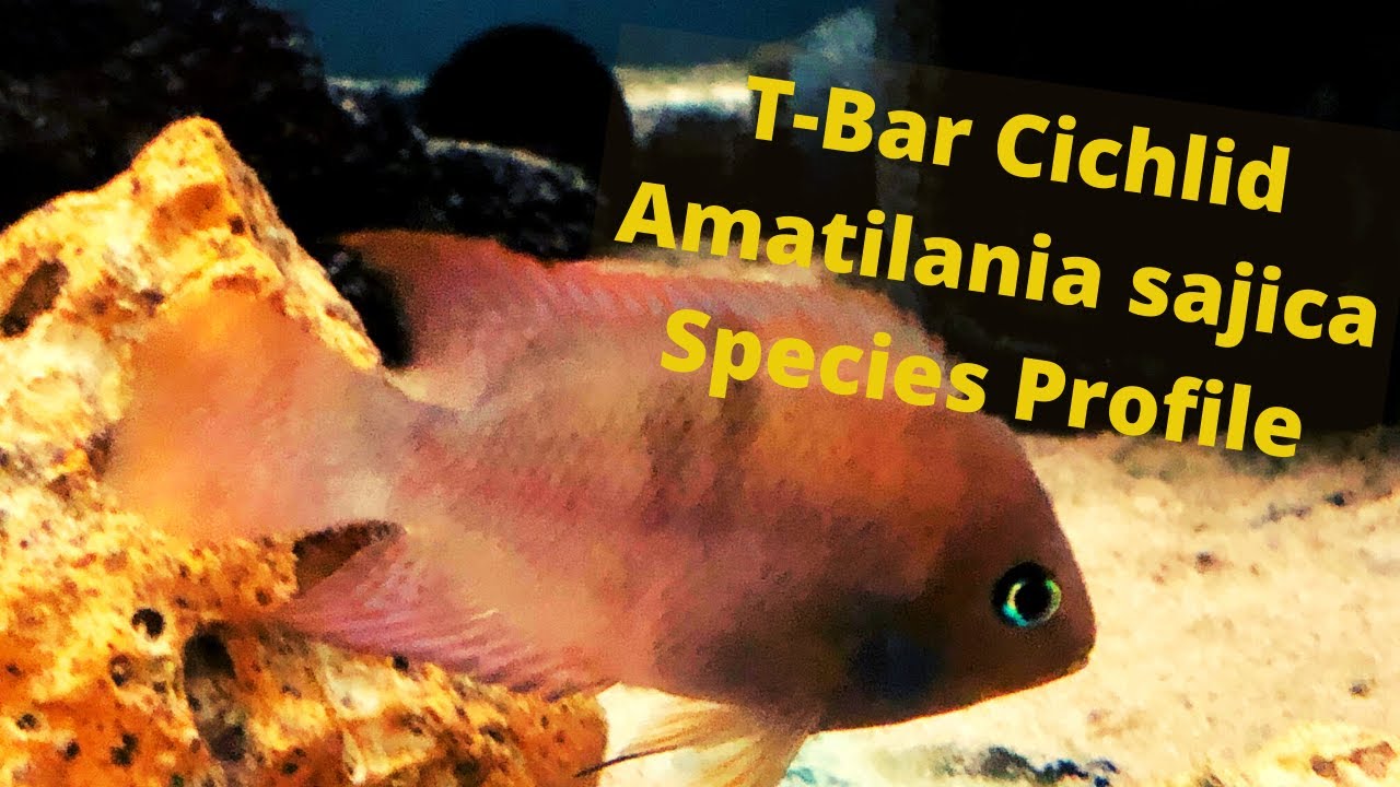 T-Bar Cichlid (Amatitlania sajica) Species Profile - YouTube