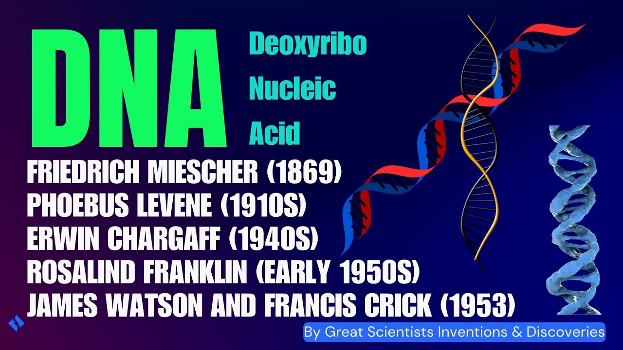 DNA (DEOXYRIBONUCLEIC ACID)- JAMES WATSON & FRANSIS CRICK - YouTube