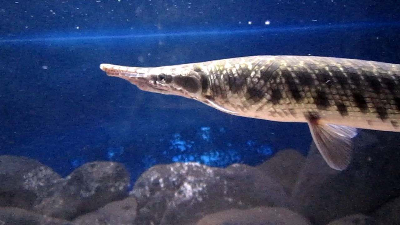 9 ' of Earl the florida gar live feeding action - YouTube