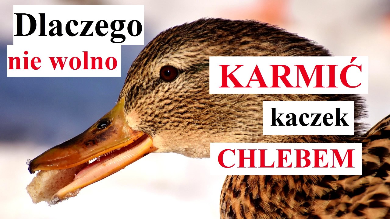 Dlaczego Nie Wolno Wystawiać Języka To Zły Przykład