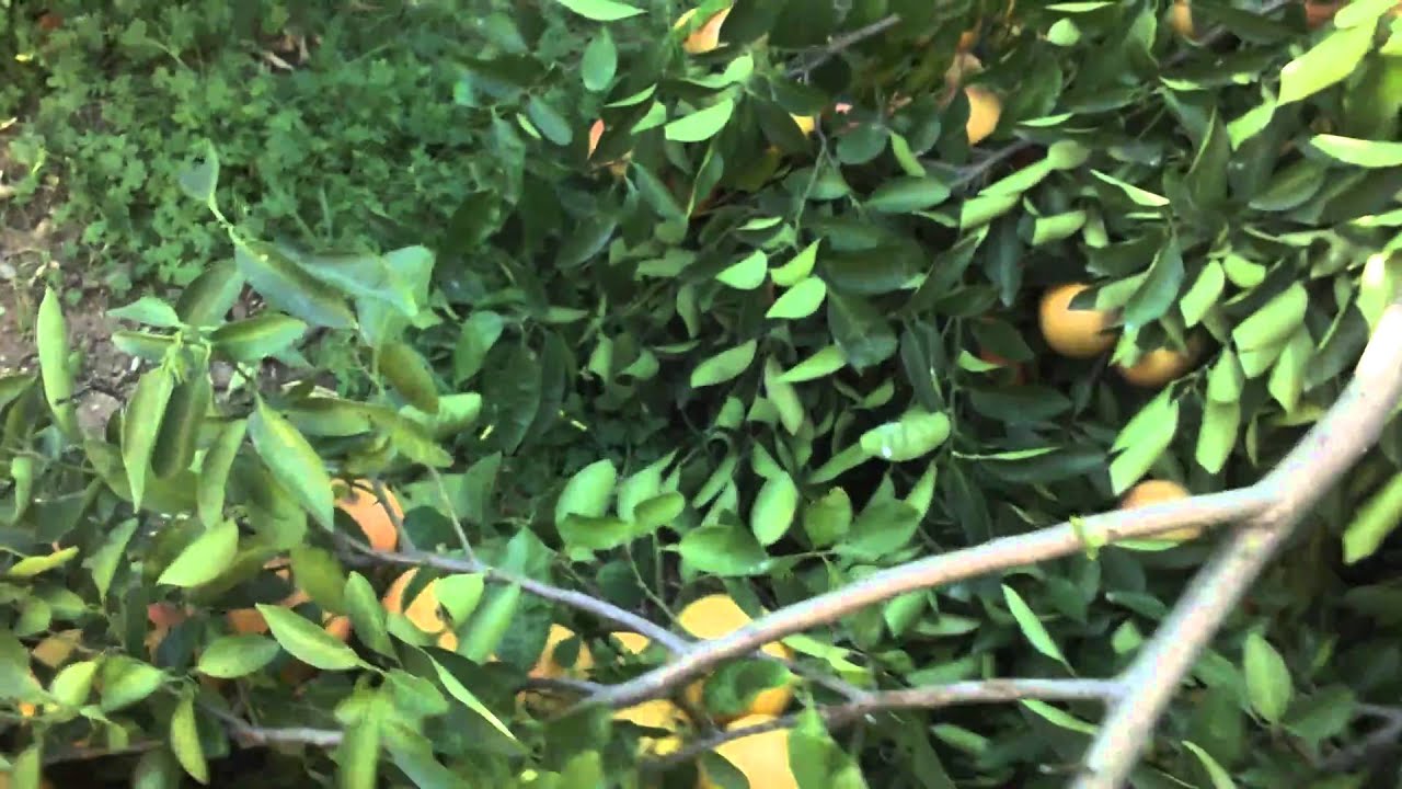 Broken branch on our grapefruit tree! HD - YouTube
