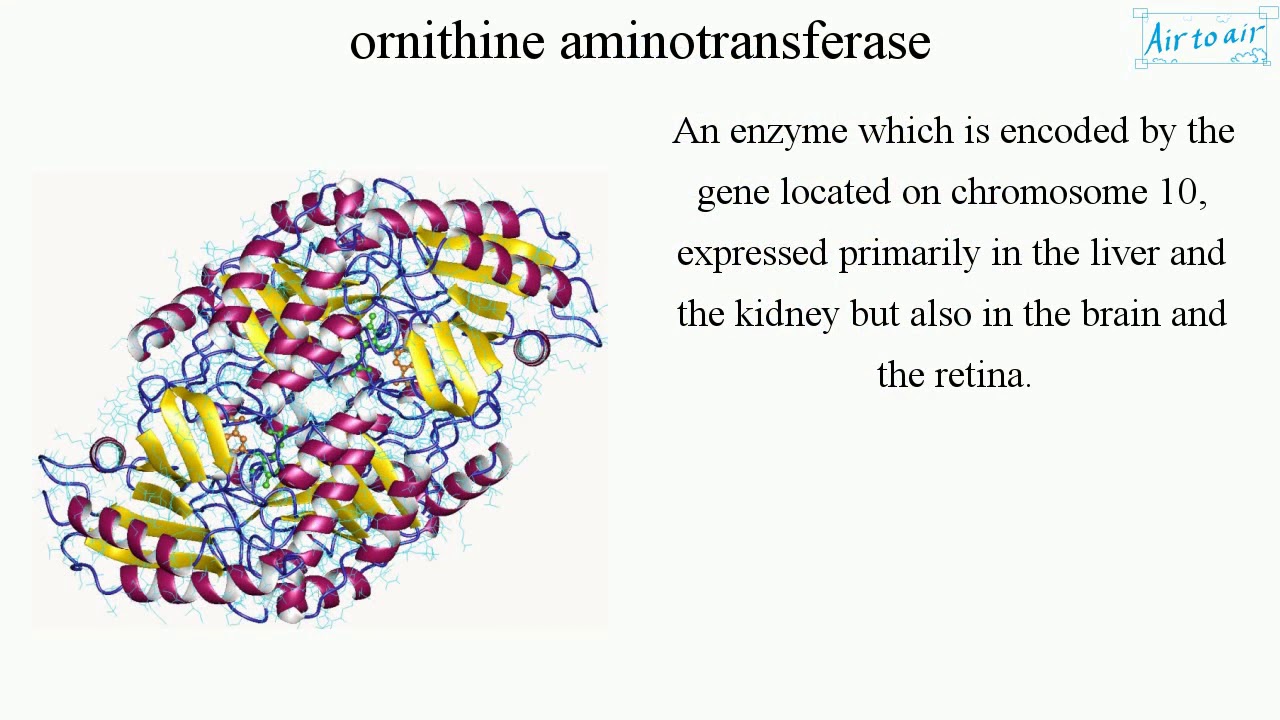ornithine aminotransferase (English) - Medical terminology for medical ...