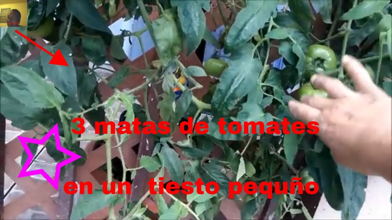 3 Matas de tomates en un tiesto pequño. - YouTube