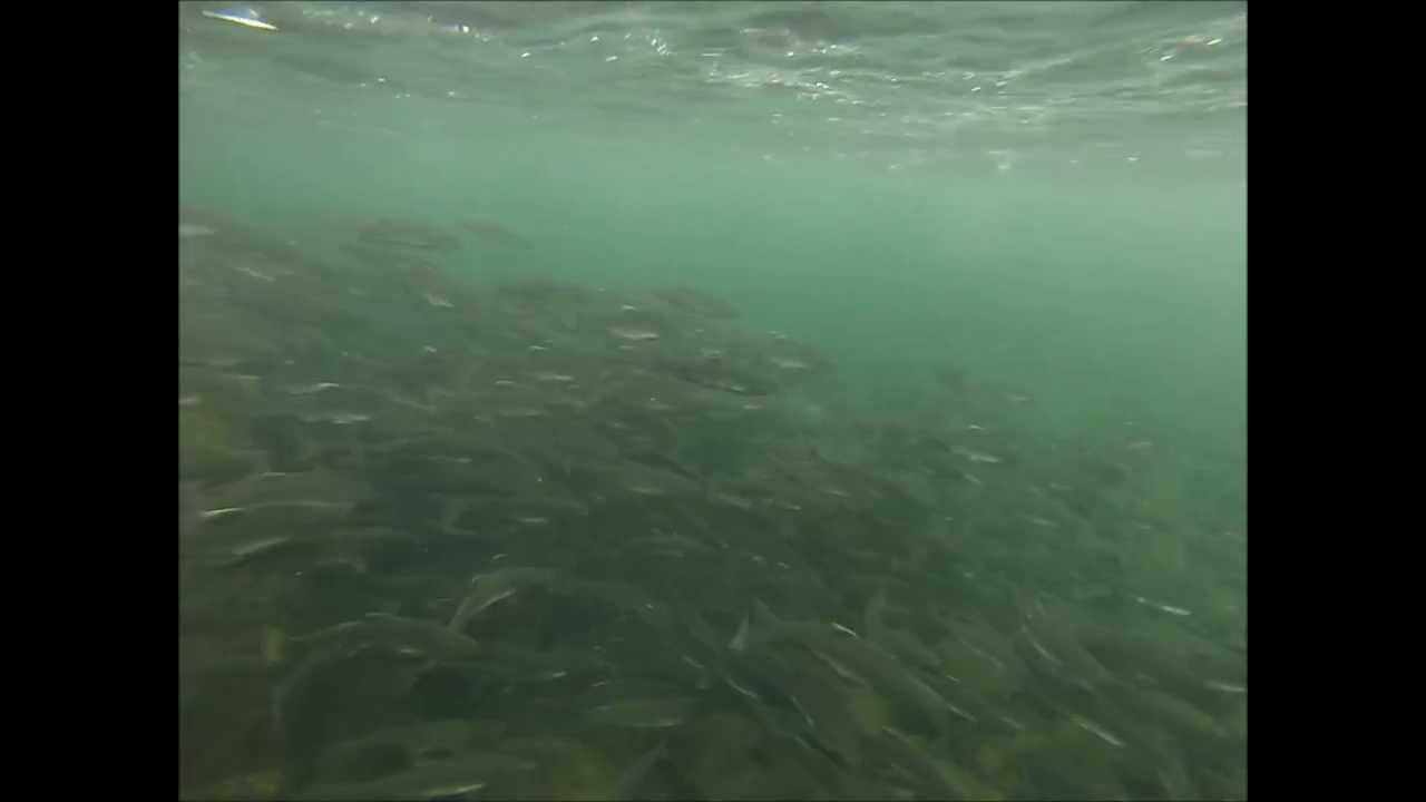 Snorkeling with the Salmon - Destiny River Adventures - YouTube