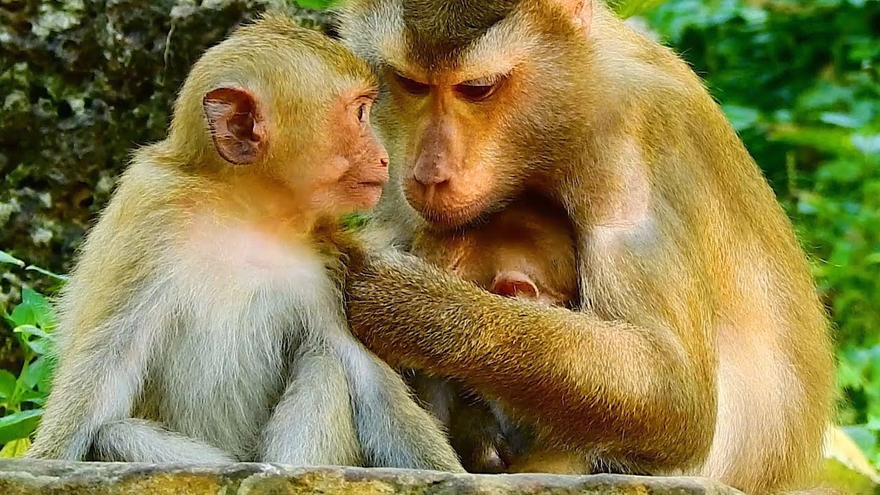 Wild Animal Mom Very Care Babies, Natural Life Monkey Wildlife Nat Geo ...