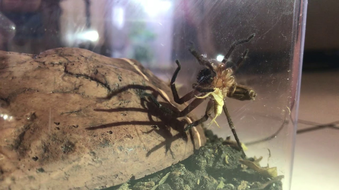 Pet Huntsman Eating Cricket and doing happy dance - YouTube