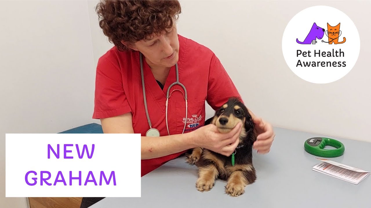 Do this FIRST with your new pet - Graham. - YouTube
