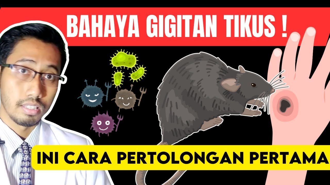 Bahaya Gigitan Tikus: Ciri, Pertolongan Pertama, dan Risiko Infeksi ...