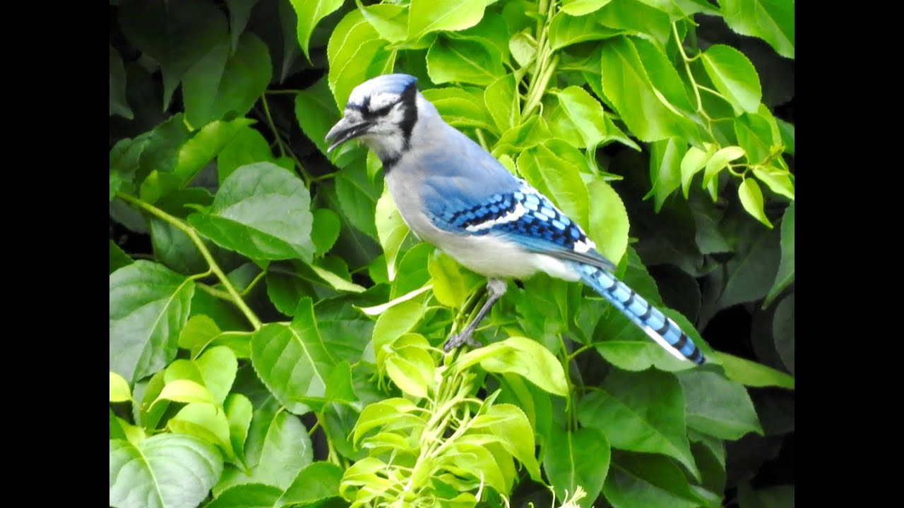 Delaware River Wildlife Slideshow - YouTube