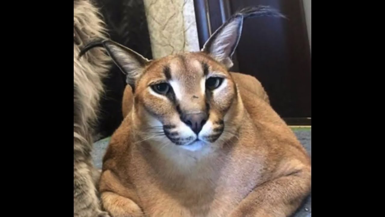 big floppa - YouTube