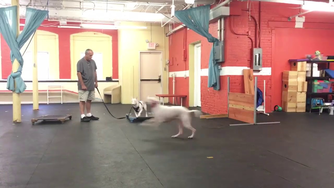 Dog Training Place Training with Distractions | Puppy Training - YouTube