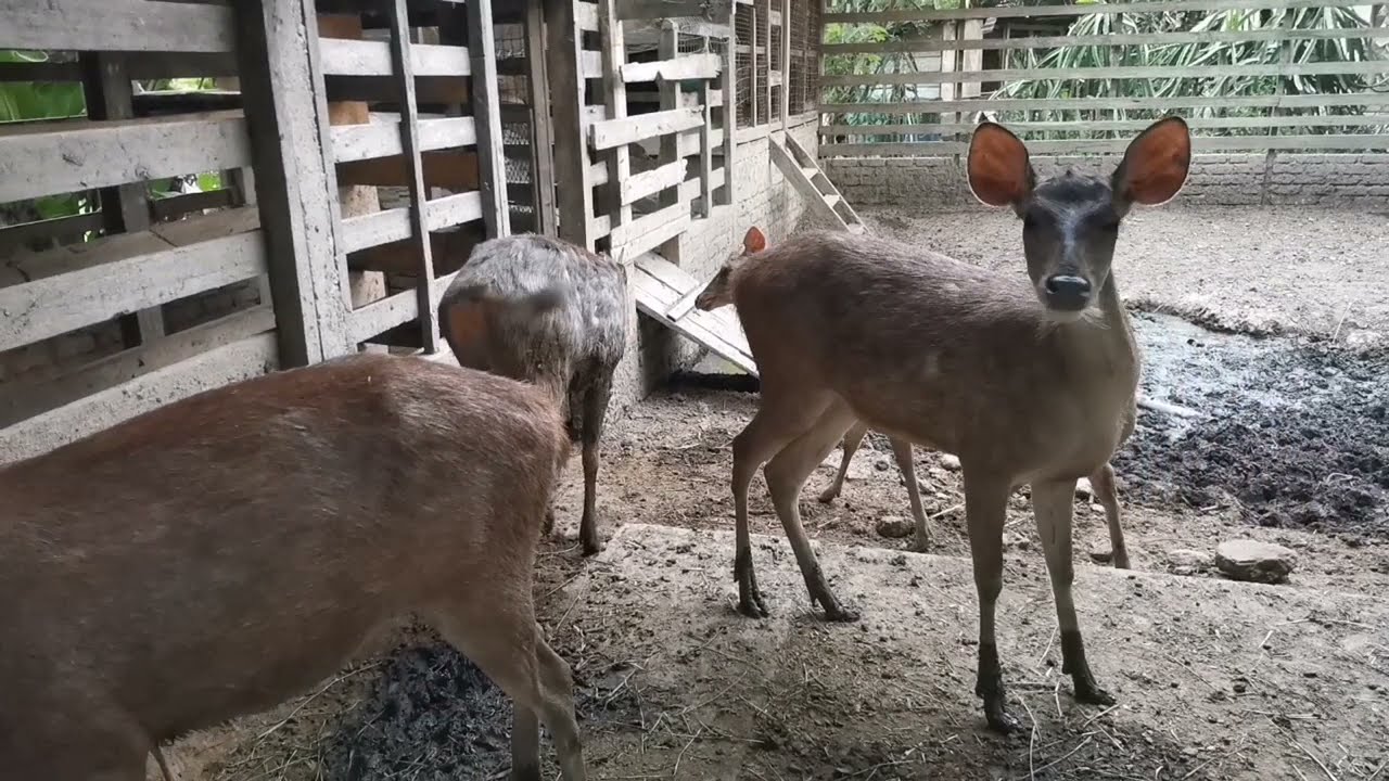 Rusa tidak perlu permit? Penternakan rusa jinak | rusa timorensis ...