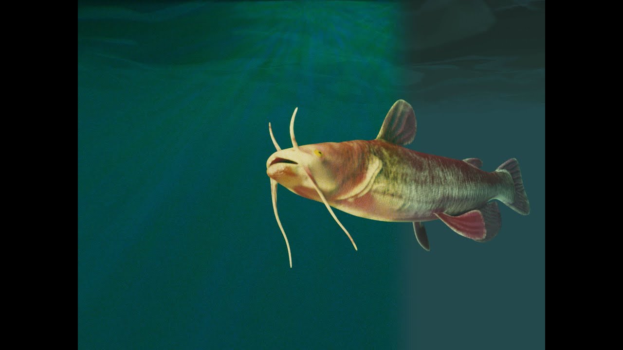 Catfish Underwater Animation Test (Bledner, EEVEE Renderer) - YouTube