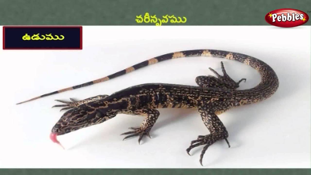 Reptiles | Preschool Education | Preschool Learning Video in Telugu ...