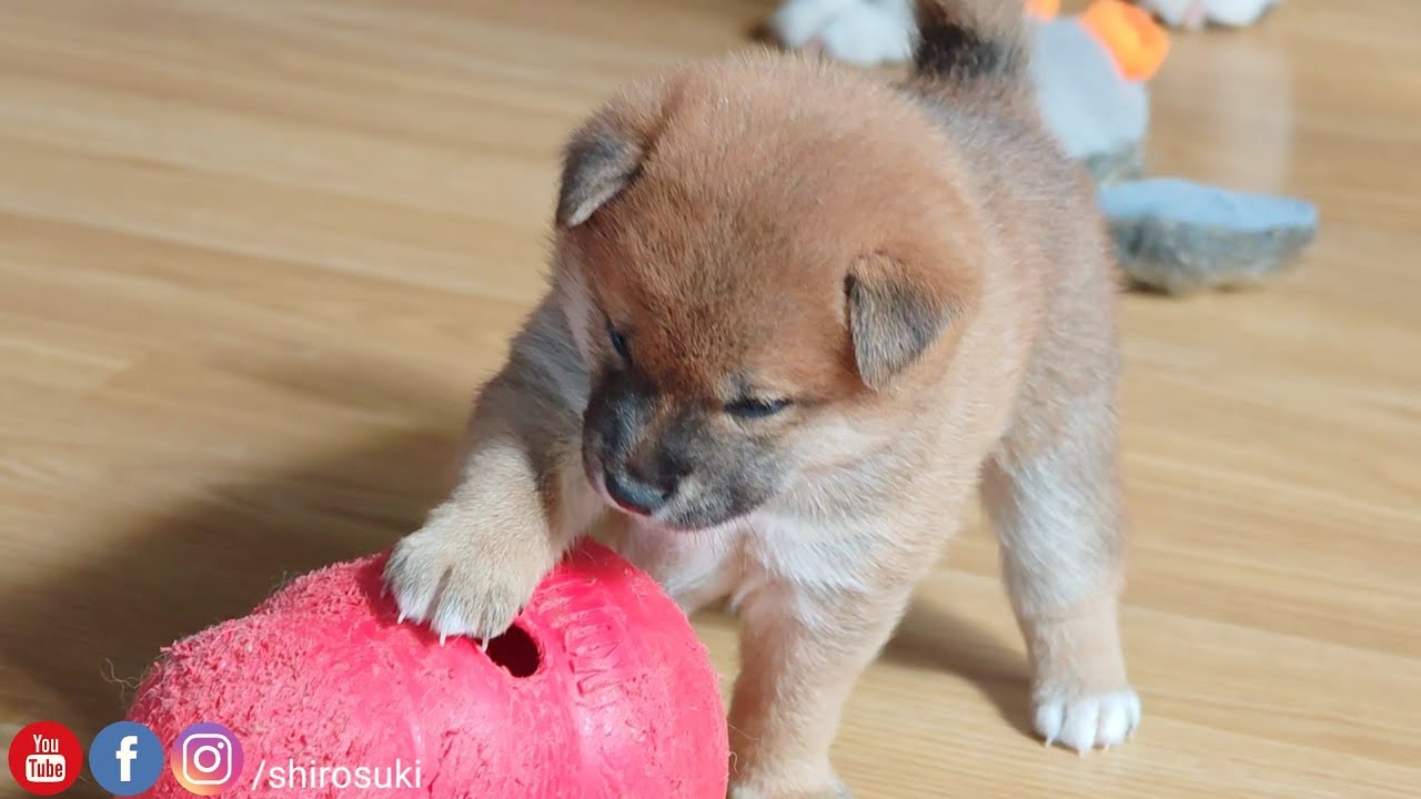Wot dis red bol? - YouTube