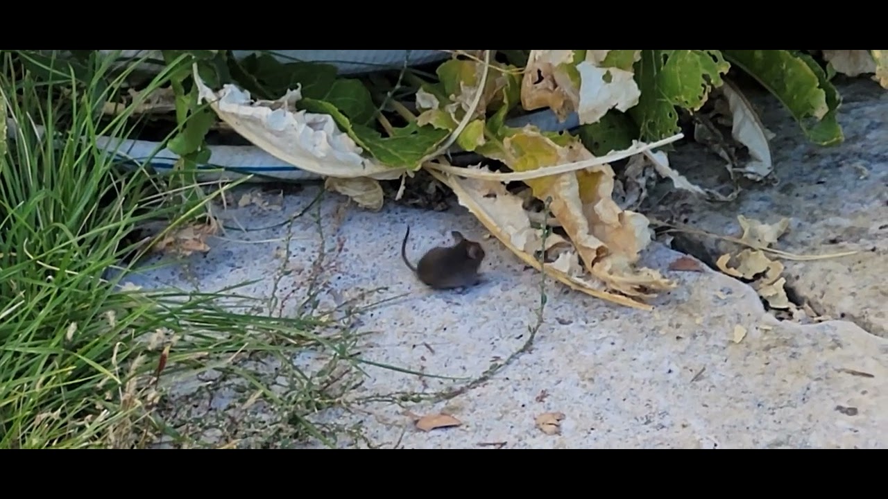 October 18th 2022 Yard Mouse 2 - YouTube