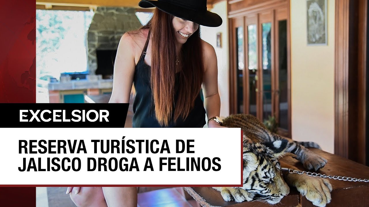 Reserva de felinos en Jalisco seda a los animales para que los turistas ...