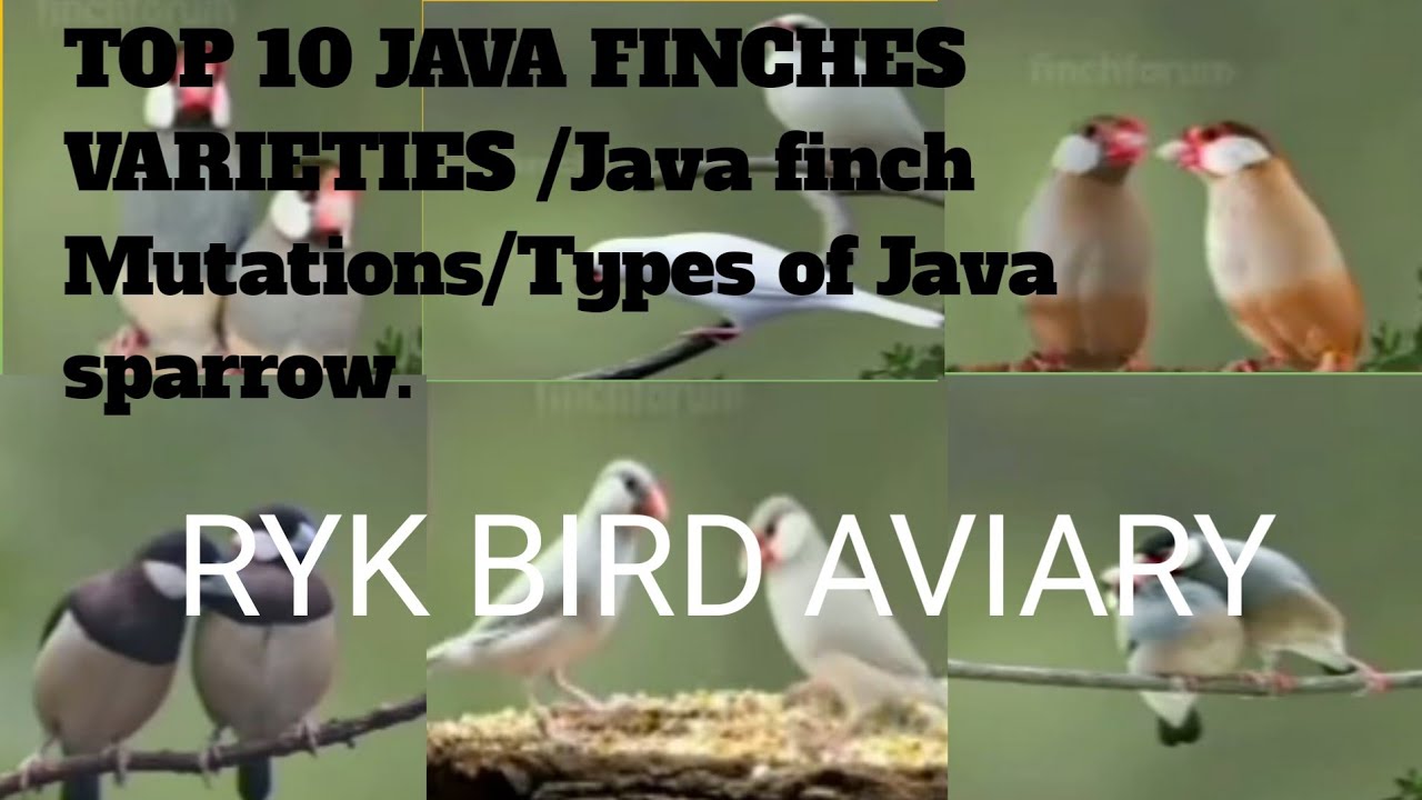 Top 10 Java Finches Varietiesjava Finch Mutationstypes Of Java Sparrow Video No23 Youtube
