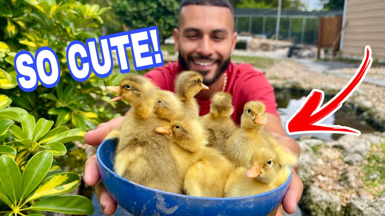 10 BABY CALL DUCKS HATCHED ON THE RANCH *ADORABLE* - YouTube